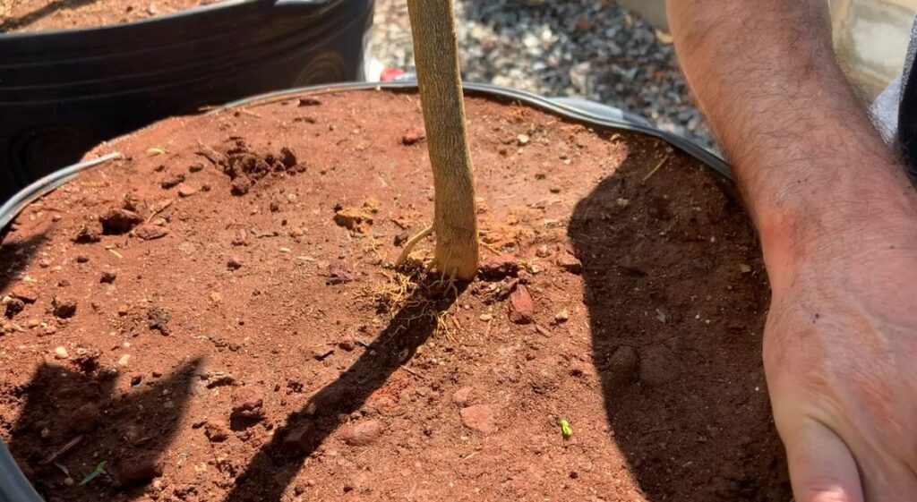 Substrato para plantas: o que é e para que serve | Blog Leroy Merlin